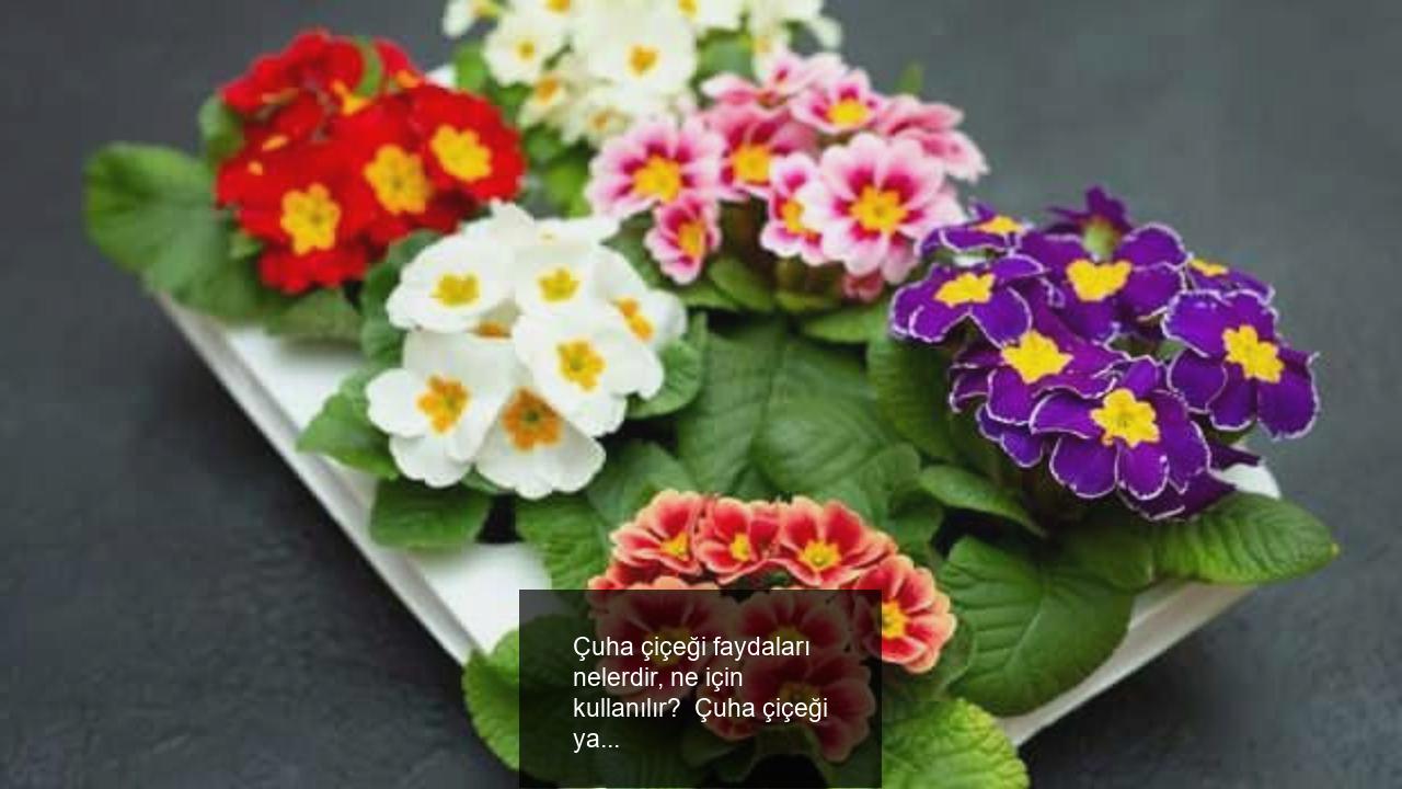Çuha çiçeği faydaları nelerdir, ne için kullanılır? Çuha çiçeği yağı ...